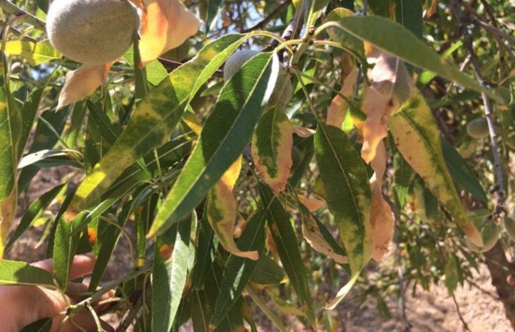 322.000 euros para parcelas afectadas por la 'Xylella fastidiosa ...