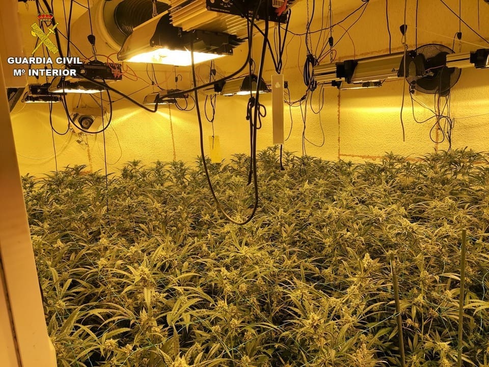 Desmantelan tres plantaciones de marihuana en urbanizaciones de lujo en Calp - Diario de Alicante