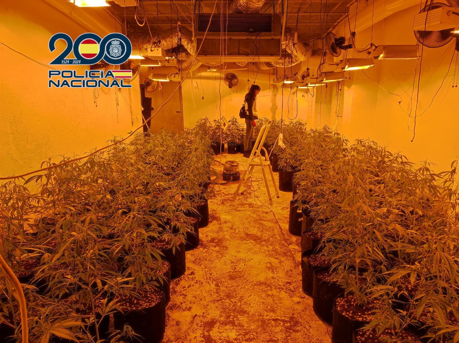Desmantelan tres plantaciones de marihuana 'indoor' en chalets de lujo de Alicante, Alcoy y ...