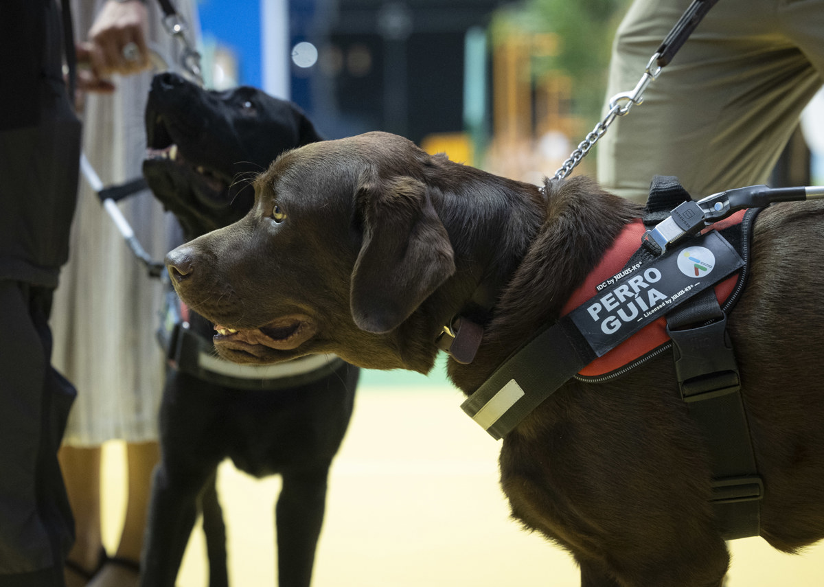 They test an artificial vision system that communicates with the brain ...