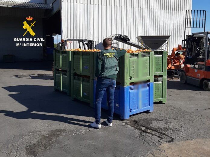 Cinco investigados por vender naranjas ilícitas